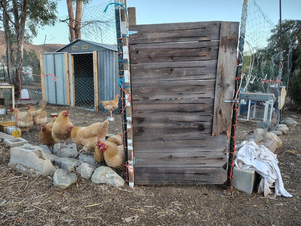 Freyja’s Friends Offering a Safe Haven for Animals Affected by the ...