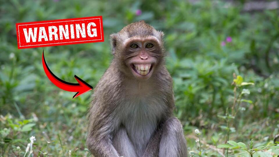 St. Louis Alert: 4 Monkeys Loose, Officials Warn - NewsBreak