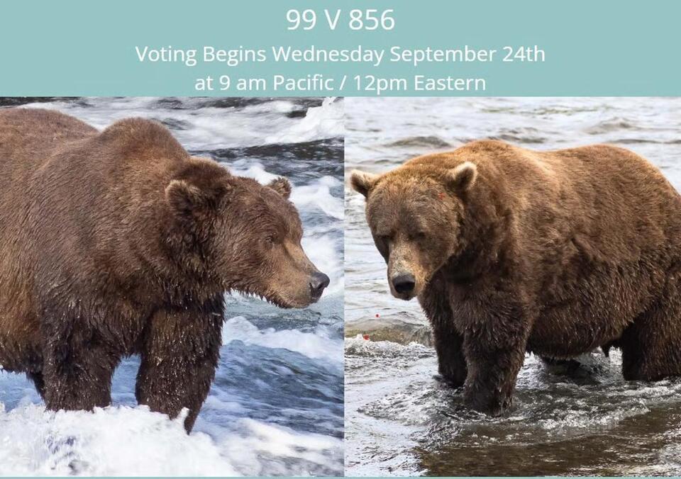 Fat Bear Week kicks off in Alaska – here's how you can vote - NewsBreak