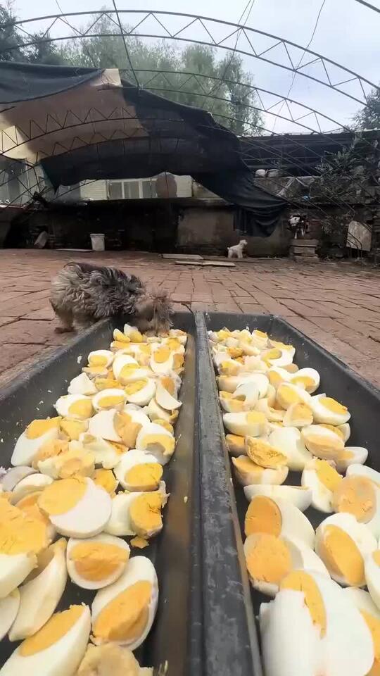 who's hungry - NewsBreak