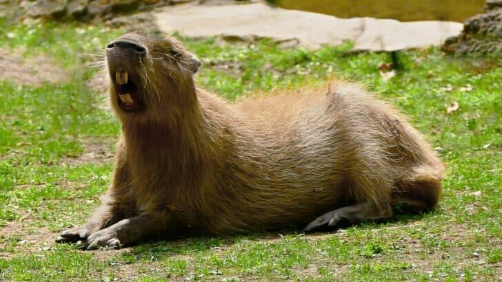 16 Weird and Wonderful Habits of Capybaras - NewsBreak