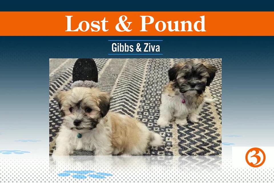 Lost and Pound & Family Friday - NewsBreak