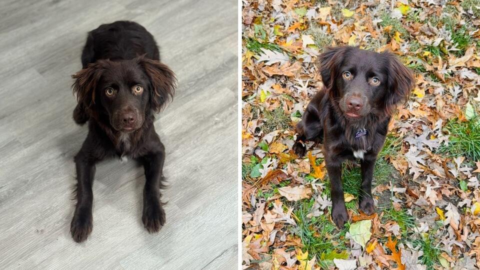 Smart, Goofy, & Ready for Love: This Boykin Spaniel Mix Awaits His ...