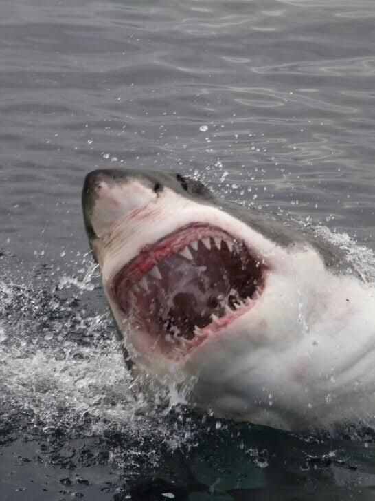 Top 6 Most Shark-Infested Beaches in the United States - NewsBreak