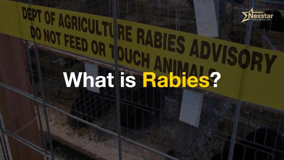 World Rabies Day: Prevention tips to protect pets and people - NewsBreak