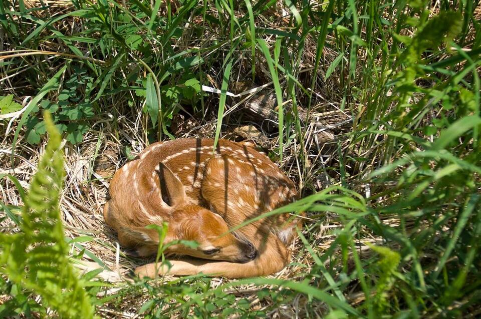 Find baby wildlife alone? What to do if you find fawns or bunnies ...