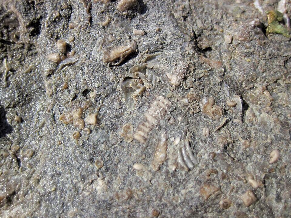 The Role of Bones in Ancient Riverbed Ecosystems - NewsBreak