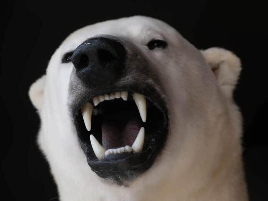 The Most Dangerous Bear in the World (and Where You Might Encounter It)