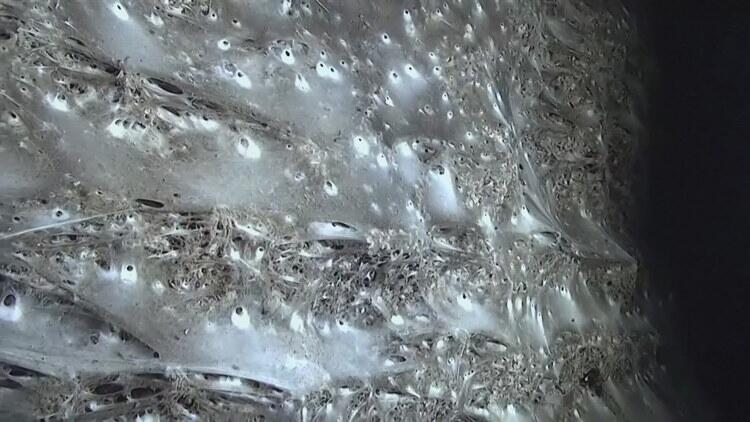 Scientists discover spider 'super city' inside cave along Greek ...