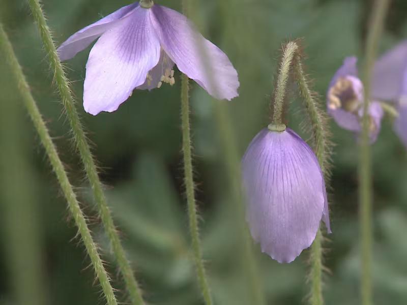 Alaska Botanical Garden poppy collection offers glimpse of rare ...