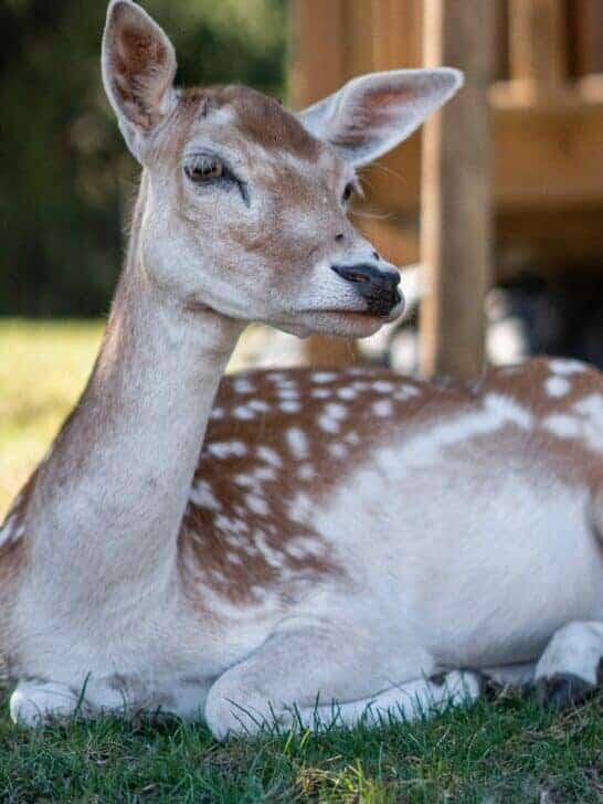 Baby Deer - NewsBreak