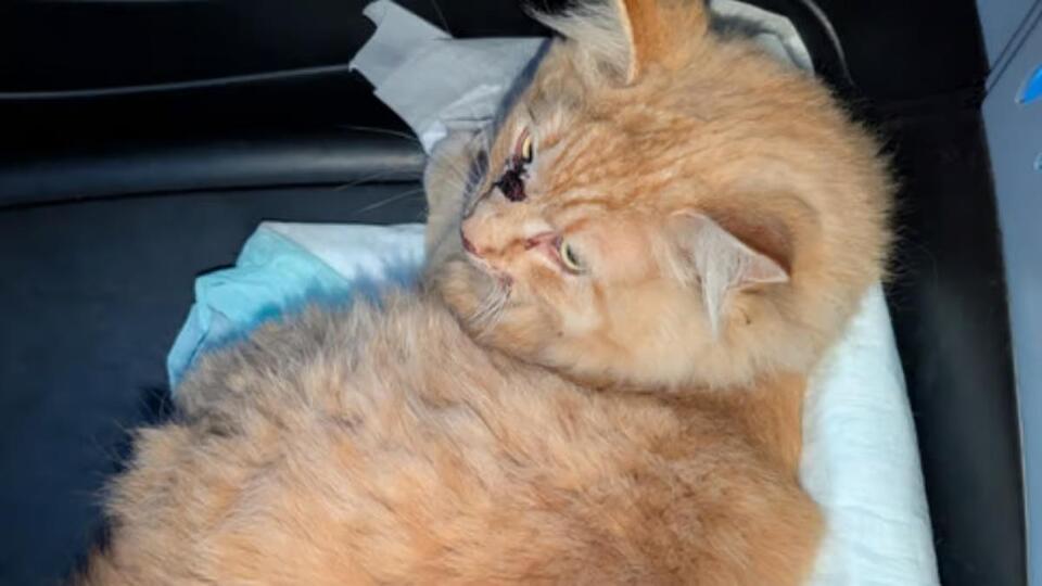 ‘Garfield’ rescued after cat survives being hit by train on railroad ...