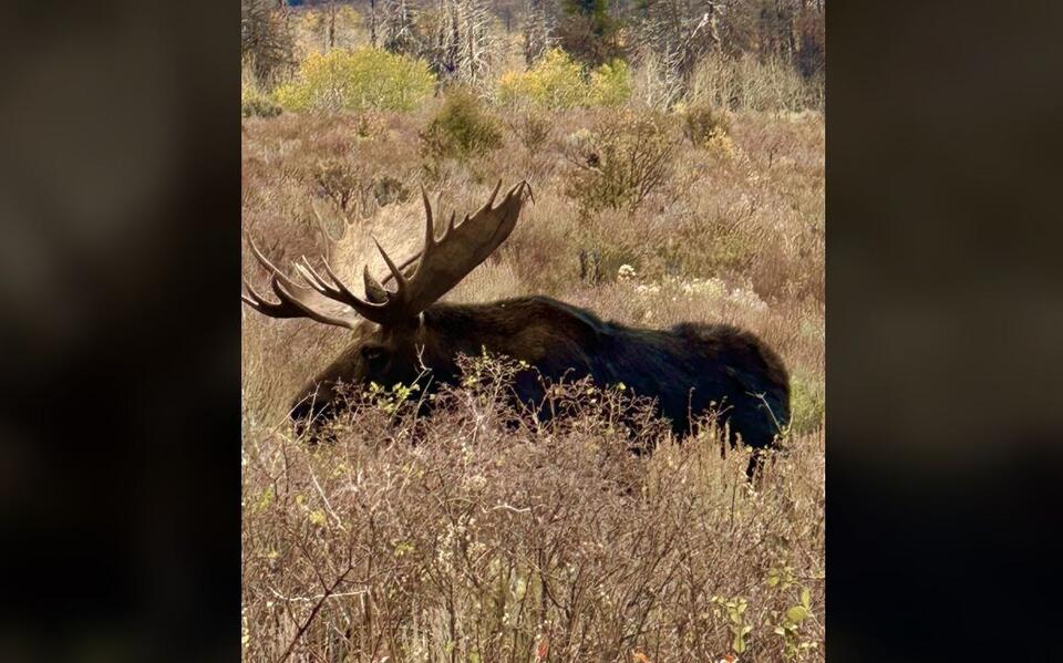 A Massive Moose on the Loose in Southern Idaho - NewsBreak