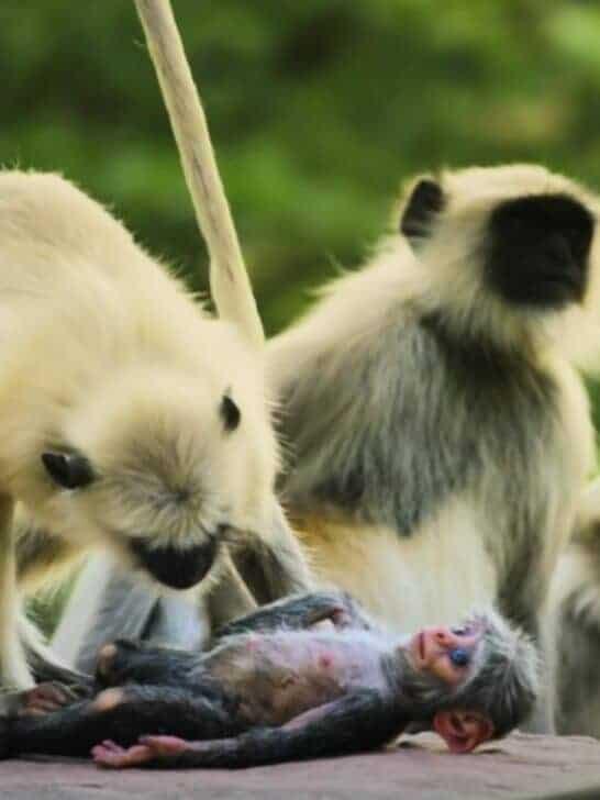 Monkeys Grieve Robotic Monkey Thinking It’s a Dead Baby - NewsBreak