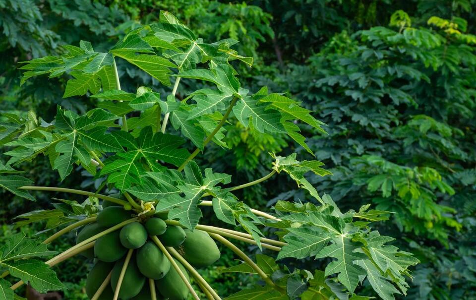 How to Grow Rare Forgotten Pawpaw in Utah - NewsBreak