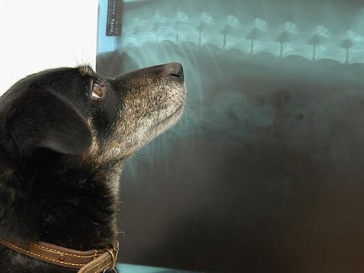 Understanding the Ingestion of Foreign Bodies in Dogs: Prevention and ...