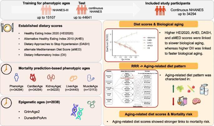 Relationships among dietary patterns and heterogeneous biological aging ...