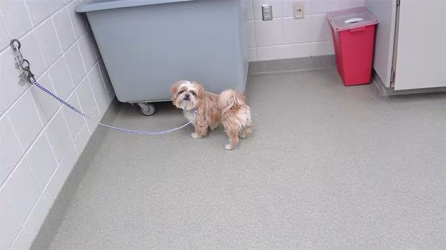 🐶 Playful, Gentle & Loyal Dogs Ready for Adoption in Omaha - NewsBreak