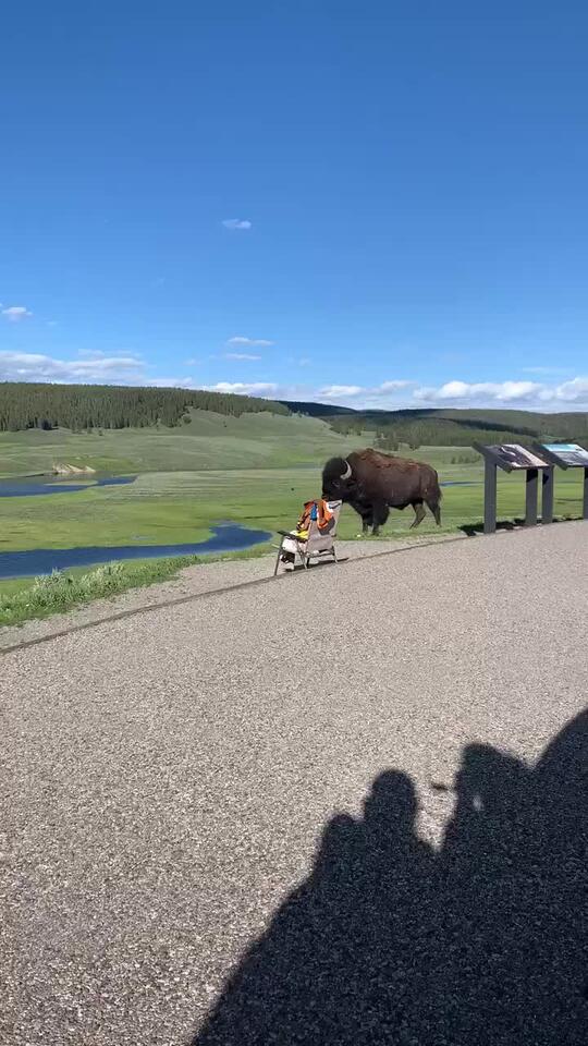 Tourists shocked as massive bison approaches in Yellowstone Park ...