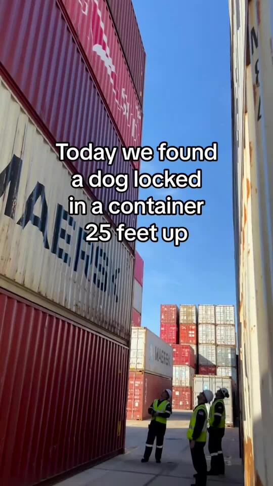 Dog rescued from a shipping container it was stuck in for a WEEK Dogs ...