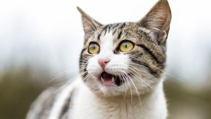 If Your Cat Stares at You Without Blinking, It’s Not Being Creepy ...