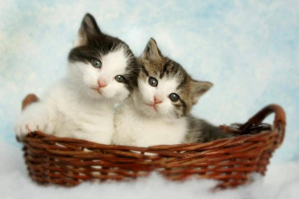 The Genetic Secrets Behind a Cat’s Unique Coat Patterns - NewsBreak