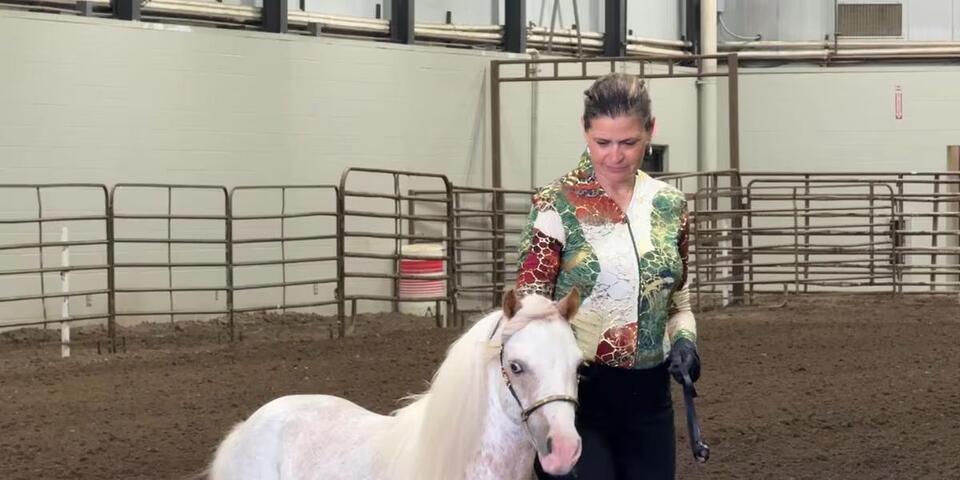 Underwood horse owner returns to ND State Fair arena after 10-year ...