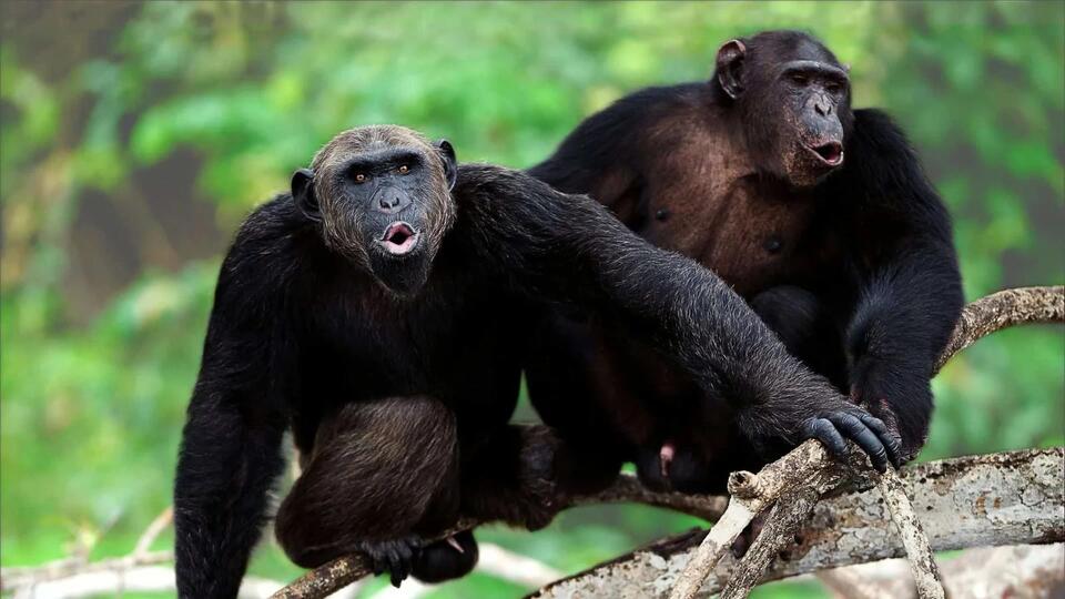 8 Animals That Can Use Tools, Like Humans - NewsBreak