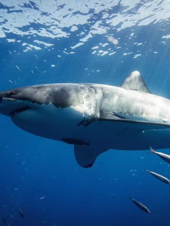 Great White Sharks Vs. Stonefish - NewsBreak