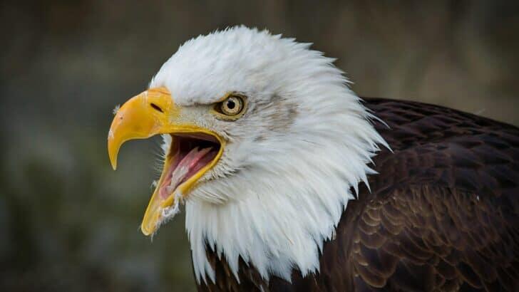12 Ways to Help Protect Bald Eagle Habitats - NewsBreak