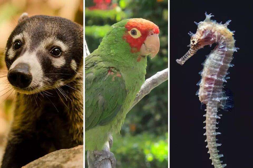You’ll Never Believe These 17 Wildly Exotic-Looking Animals Are Living ...