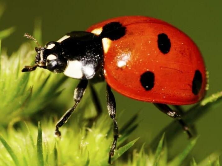 Where Do Ladybugs Go in the Winter?