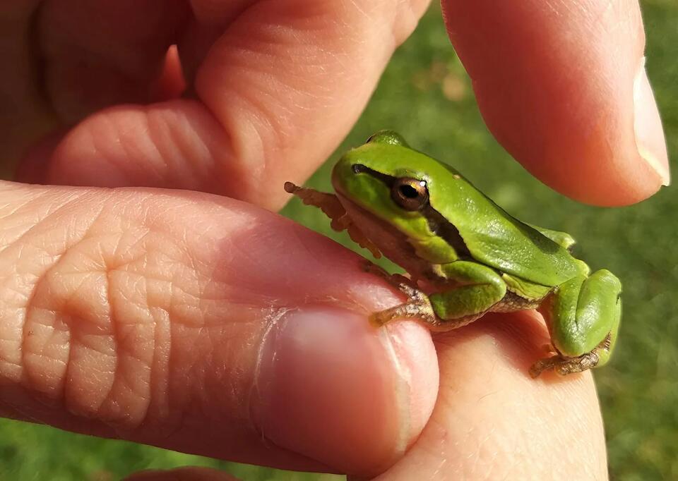 The Smallest Vertebrate and Its Surprisingly Complex Genome - NewsBreak
