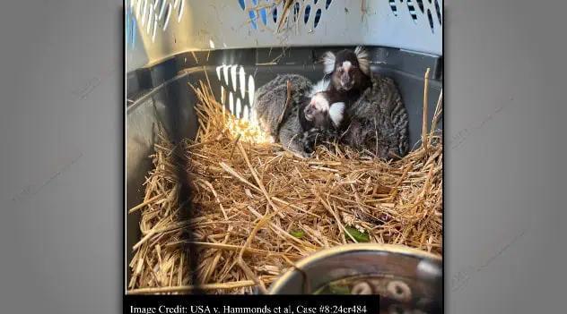 Florida ‘Monkey Whisperer’ Heading To Federal Prison For Illegal ...
