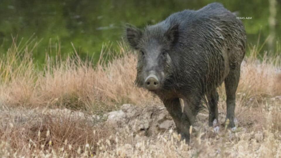 Wild hog attacks, injures 13-year-old girl in North Texas, officials ...