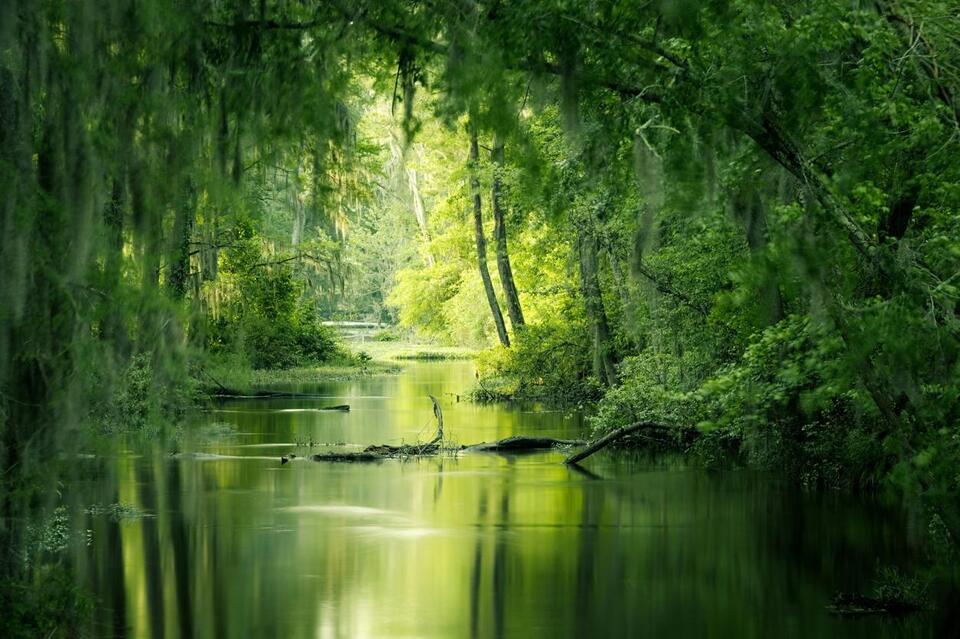 Missing Elderly Man Found Trapped In Upstate New York Swamp - NewsBreak
