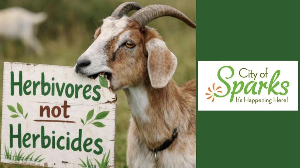 Sparks turns to goats to curb overgrowth and cut chemical use across ...