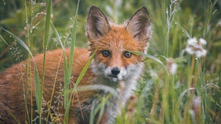 Texas Student Survives Brutal Fox Attack on Hiking Trail - NewsBreak