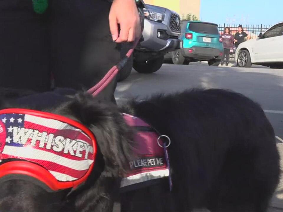 Go Team Therapy Dogs arrive at CCPD on Wednesday to provide comfort ...