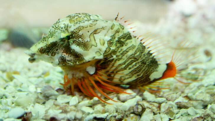 9 Bizarre Sea Creatures Found Off the Oregon Coastline - NewsBreak