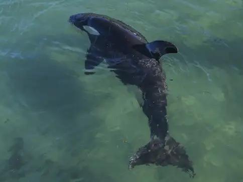 Man Charged After Trying to Body Slam an Orca in New Zealand