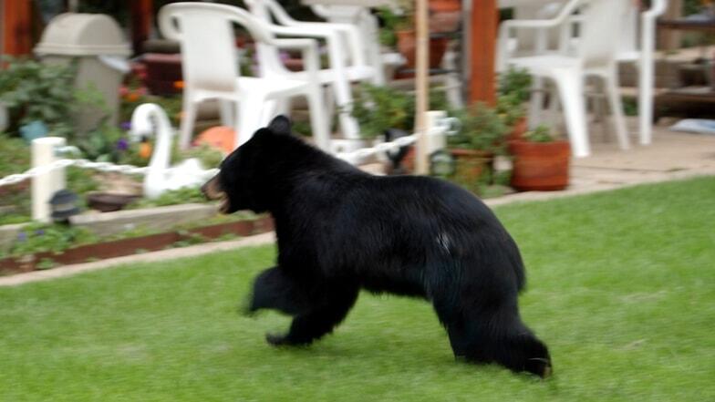 WATCH: Black Bear Spooked by Driveway Trash Can - NewsBreak