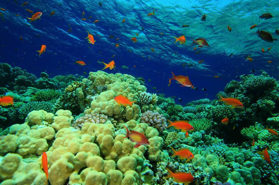 12 Conservation Organizations Making a Real Impact Right Now - NewsBreak