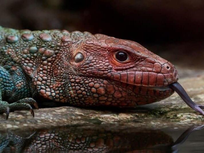 The 10 Best Lizards To Keep As Pets