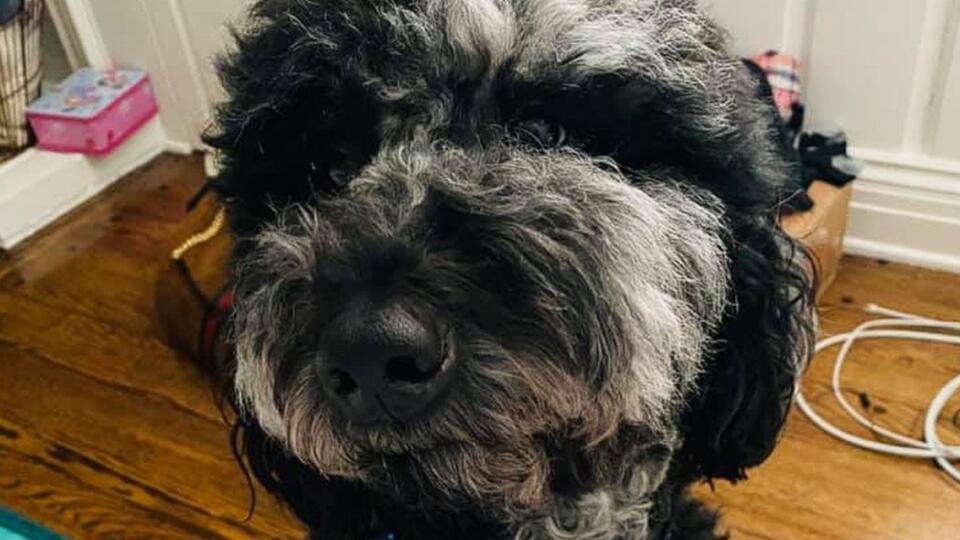 Kelly Clarkson’s Dog Henry: Breed, Age, and More - NewsBreak
