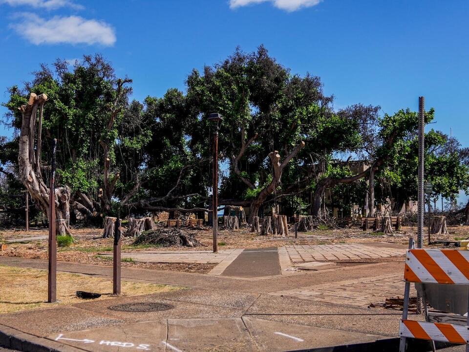 Lahaina's 151-year-old banyan tree shows new growth after devastating fire