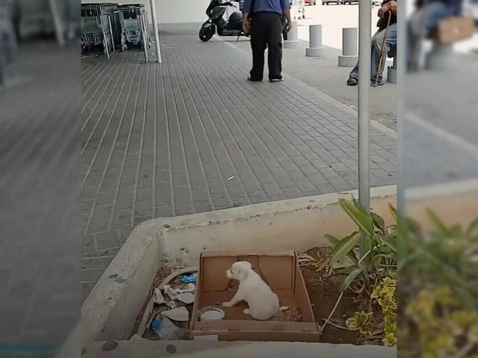 The Tiniest Pup Left In A Box Outside Of Supermarket Begs People For Help