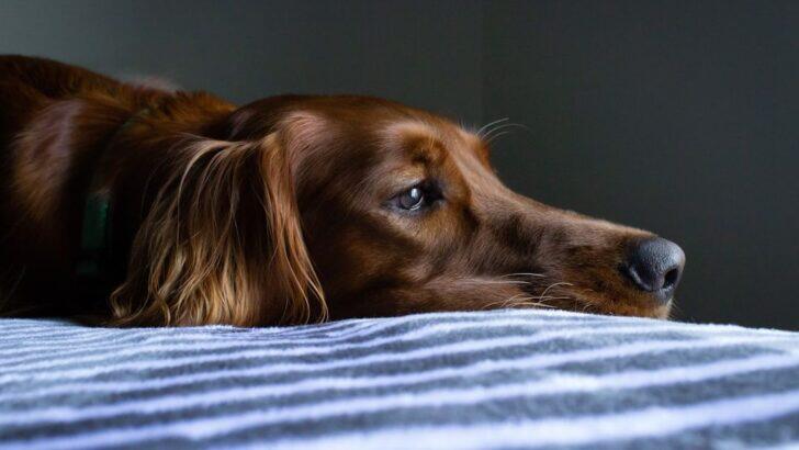 Do Animals Really Mourn Their Dead? The Emotional Truth Revealed ...