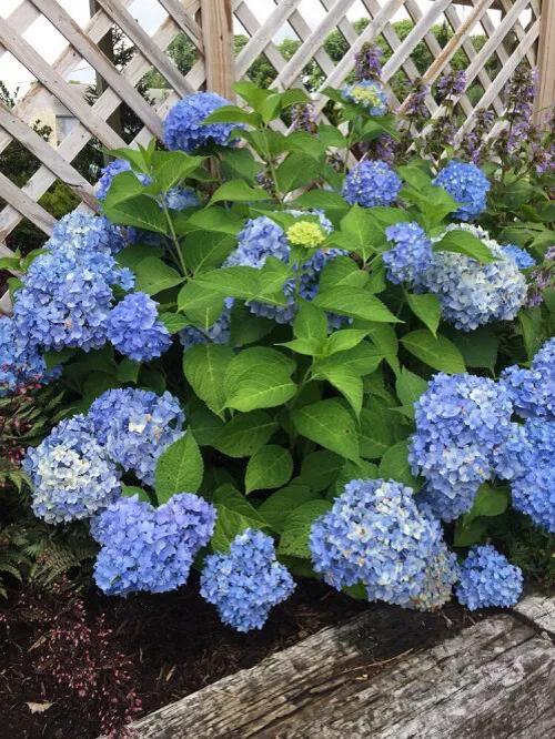 How and When to Deadhead Hydrangeas for More Flowers - NewsBreak