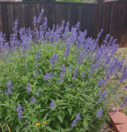 Superstar plants are super choices for North Texas - NewsBreak